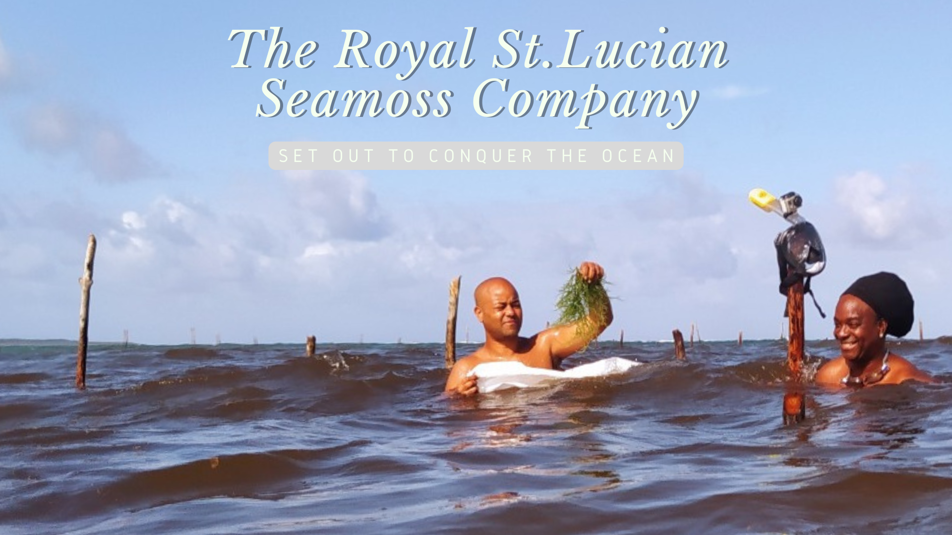 Learn More – St.Lucian Seamoss Company